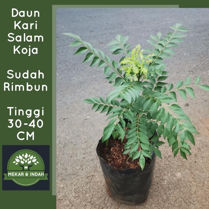 Jual bibit pohon daun kari, salam koja/ tanaman salam koja, daun kare ...