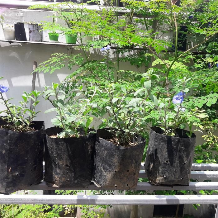 Jual BIBIT TANAMAN BLUE EYES PLANT | Shopee Indonesia