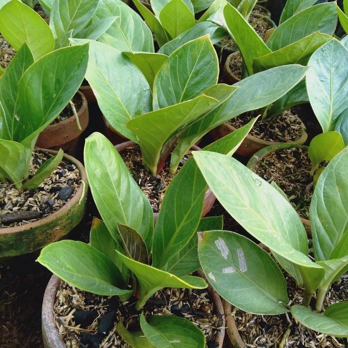 Jual Pohon Anthurium Cobra/Anturium/Antum Jenmani/Tanaman hias | Shopee ...