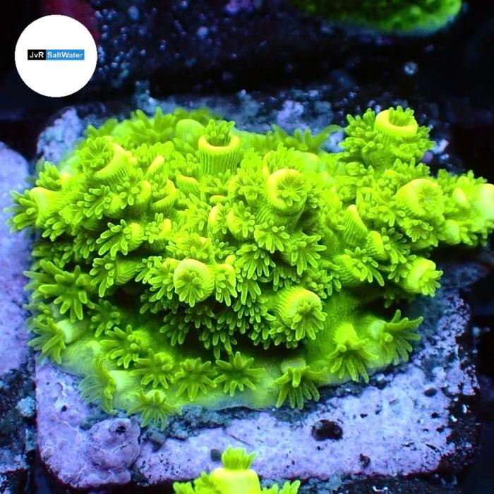 Jual sps acropora neon frag ( frag base 3x3 ) | Shopee Indonesia