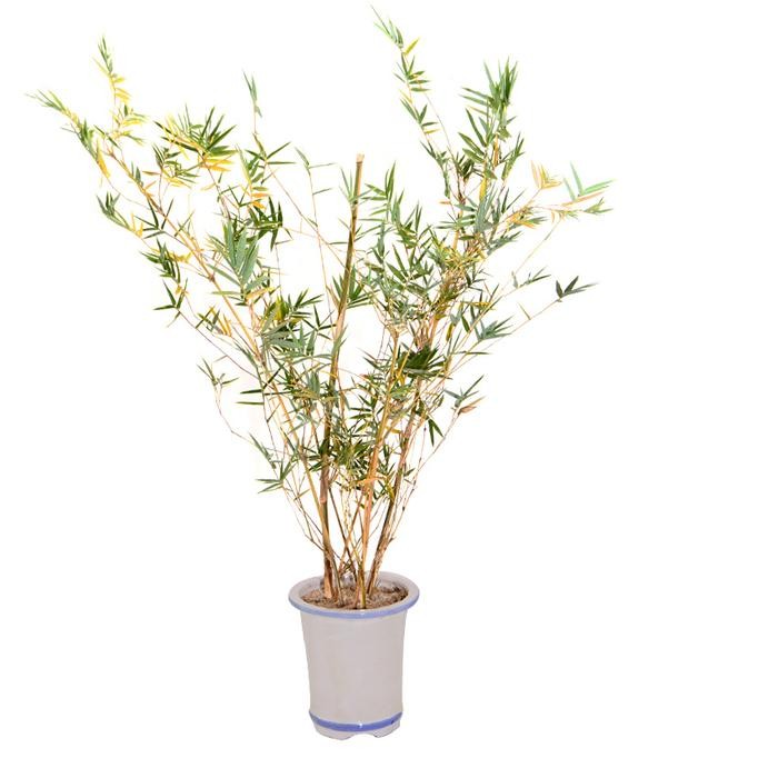 Jual Tanaman Bambu Kuning Mini | Shopee Indonesia