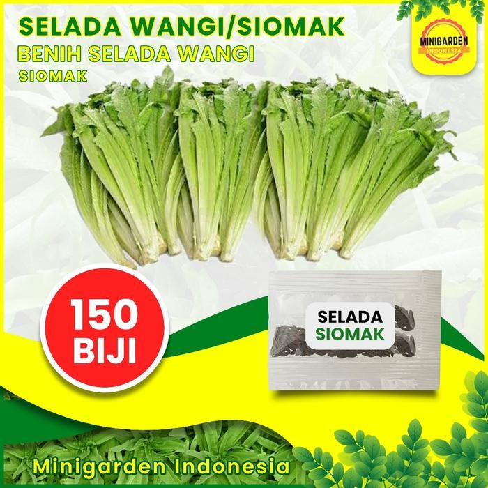 Jual ( MGI ) 150 Benih Selada hijau Wangi Siomak / fumak F1 Leaf bibit ...