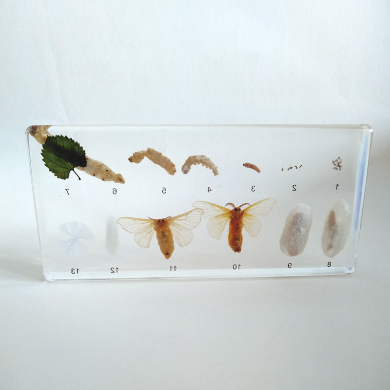 Jual New Life History of Silkworm Embedded Specimen Teaching Biology ...