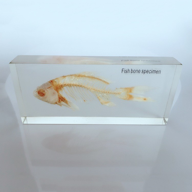 Jual New Fish Skeleton Embedded Specimen Transparent Resin Real Fish ...