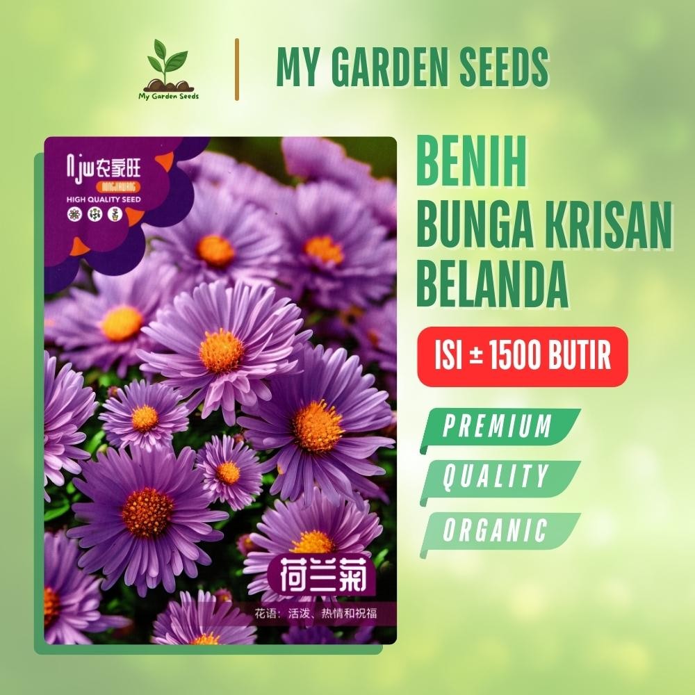 Jual BENIH BUNGA KRISAN BELANDA / CHRYSANTHEMUM UNGU KEMASAN IMPORT ± ...