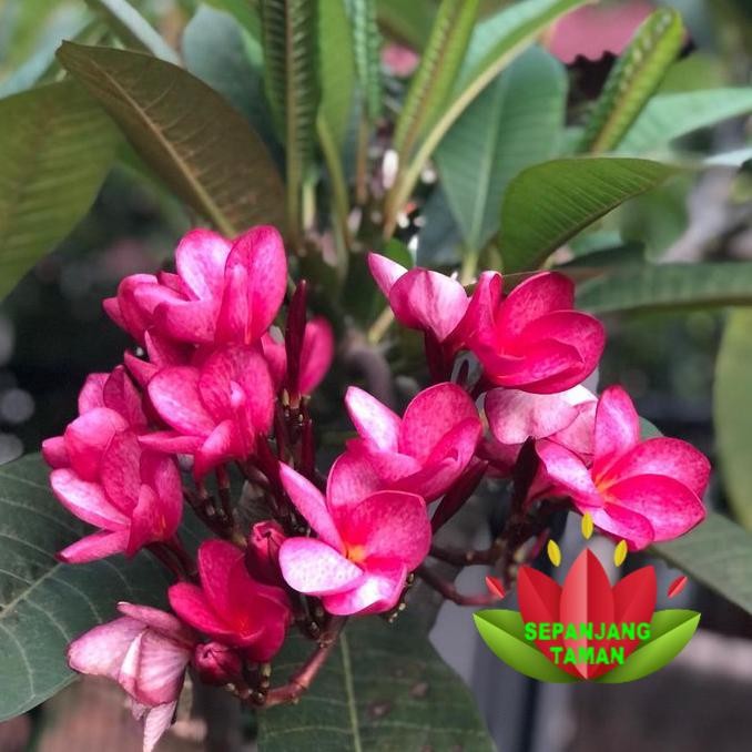Jual Pohon Kamboja Plumeria Jepun Bali Pink Elsa Tinggi 1 Meter ...