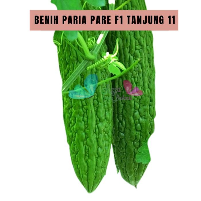 Jual [Sp] Ori Biji Benih Paria Pare F1 Tanjung 11 Mmt 20 Gr Seed ...