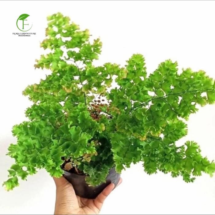 Jual Gardening_Love Tanaman Hias Pakis Suplir / Tanaman Hias Adintum ...