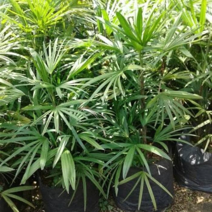 Jual Gardening_Love Tanaman Pohon Palem Waregu Regu | Shopee Indonesia