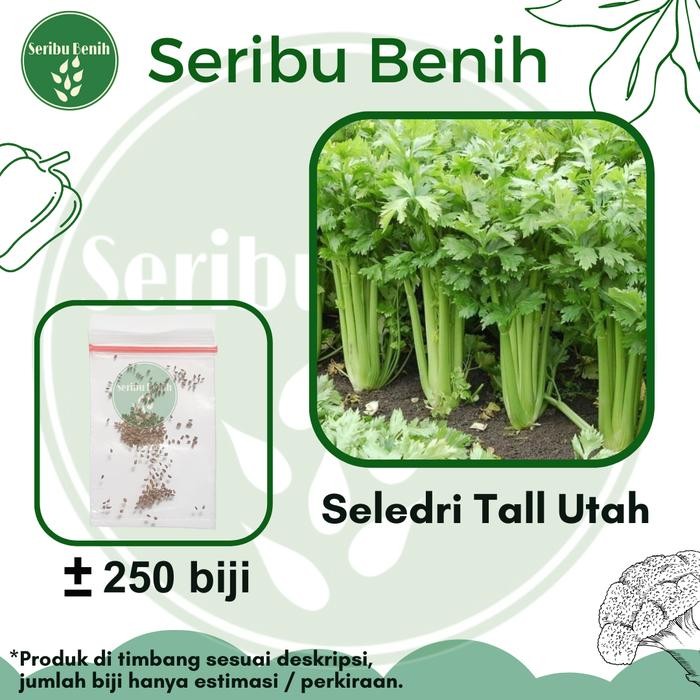 Jual 250 Benih Seledri Batang Besar Tall Utah - Bibit Tanaman Sayuran ...