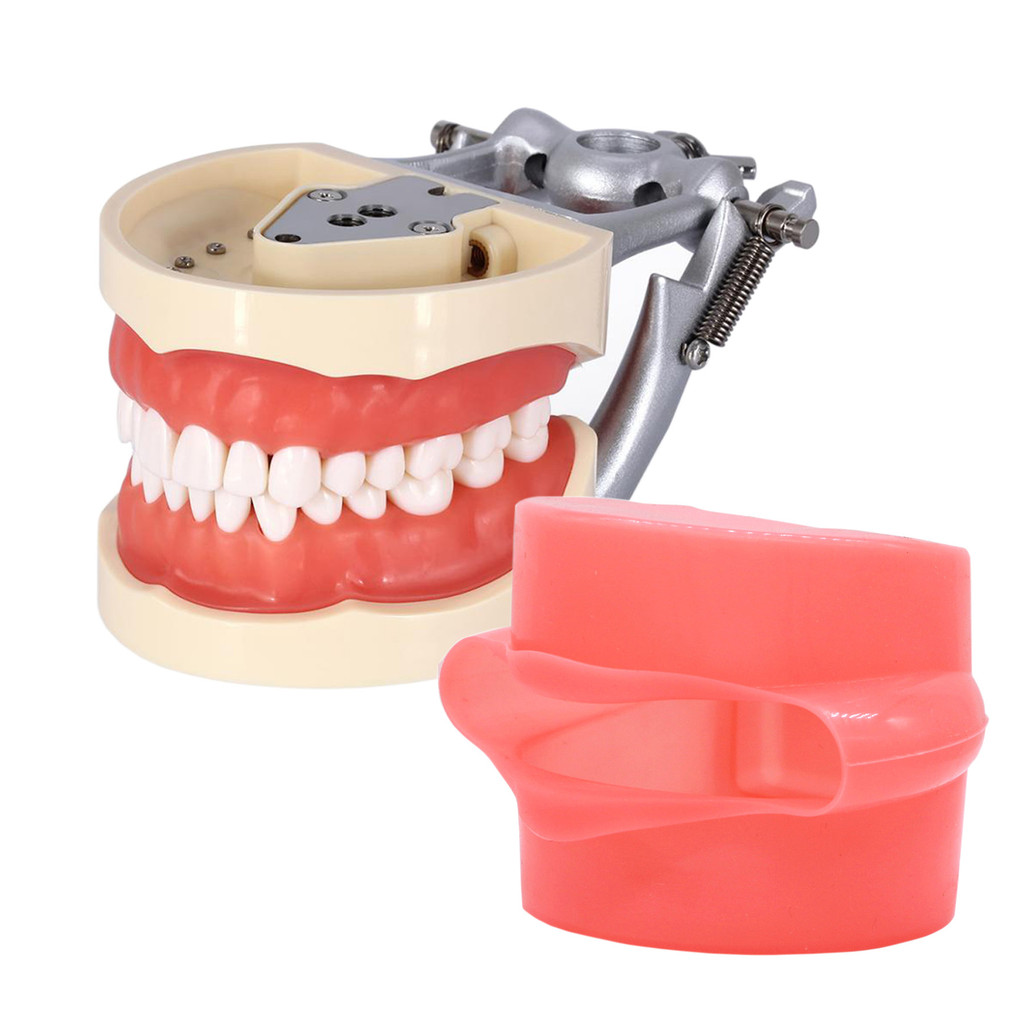 Jual Dental Anatomy Model Simulation Cheek Kilgore Nissin 32 Pcs ...