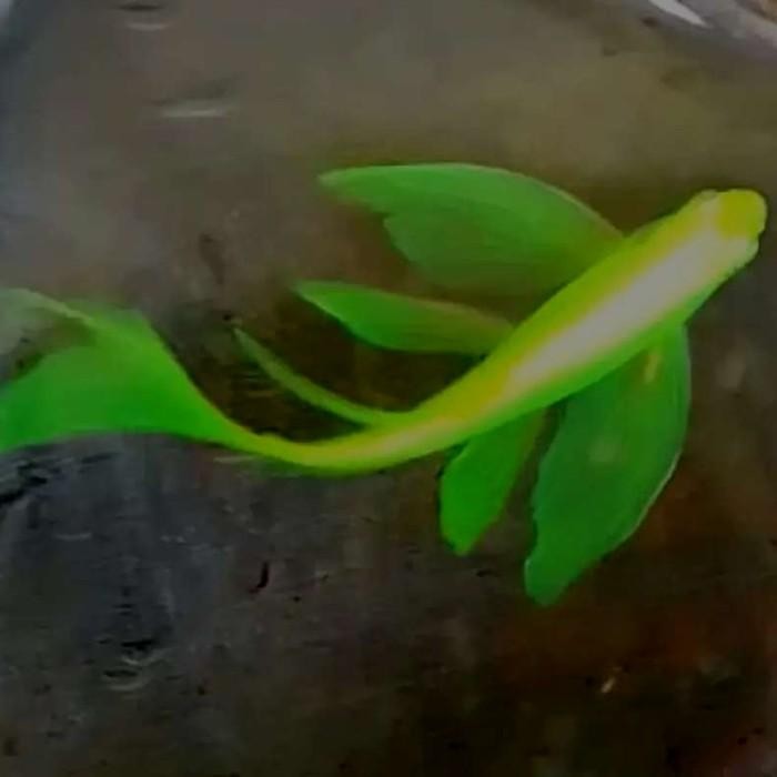 Jual (Allthebest) DANIO SLAYER HIJAU SLAYER BUTTERFLY ASLI | Shopee ...