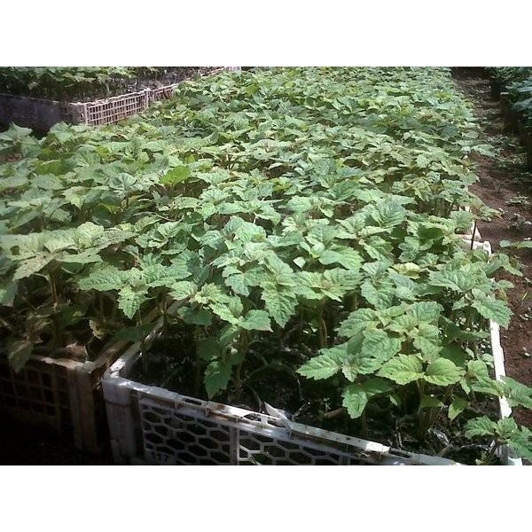Jual (Allthebest) Bibit Batang Stek Nilam Aceh Harga Per Batang ukuran ...