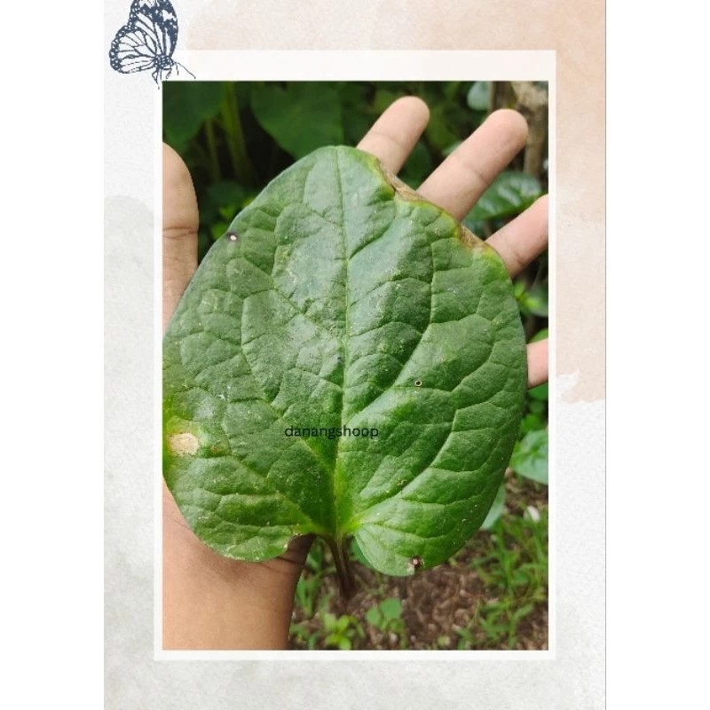 Jual satu lembar Daun Binahong Hijau fres | Shopee Indonesia