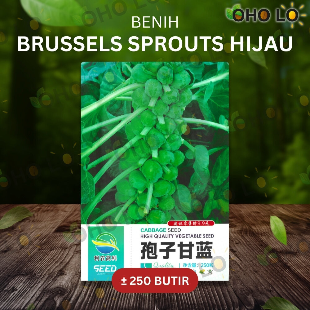 Jual ± 250 BUTIR BENIH BRUSSELS SPROUTS / KUBIS MINI HIJAU IMPORT ...