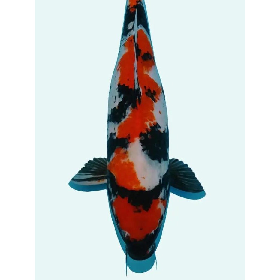 Jual PELET MEGAMI GR REPACK 1KG TIPE SINKING TENGGELAM IKAN PREDATOR ...