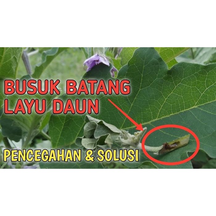 Jual Trierma Fungisida Hayati Pupuk Cair, Trichoderma Sp Anti Jamur ...