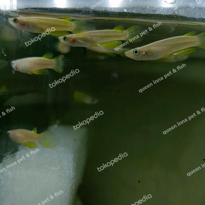 Jual TERSEDIA IKAN KILLIFISH GOLD PANCHAX / PALA TIMAH IKAN HIAS MINI ...