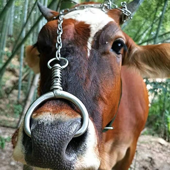Jual Promo Klip Penjepit Hidung Sapi Otomatis Baja Tahan Karat Hewan ...