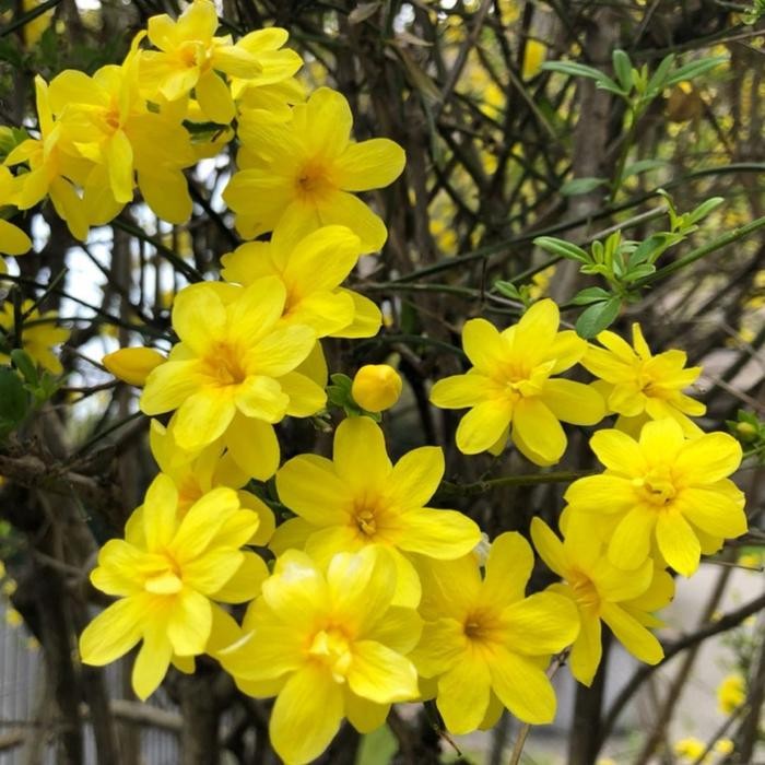 Jual Bibit tanaman melati bunga kuning primrose/Japanese jasmine ...