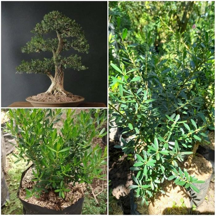 Jual Tanaman Boksus / Buxus / Bahan Bonsai Buxus / Buxus Sempervirens ...