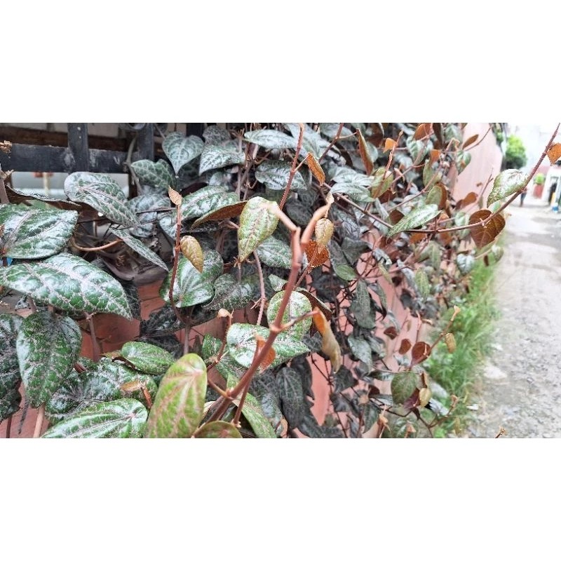 Jual satu lembar Daun Sirih Merah Segar dan Fresh | Shopee Indonesia