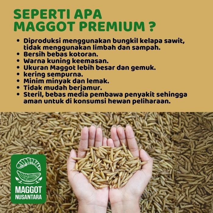Jual TEPUNG PROTEIN HEWAN MAGGOT BSF MAGGOT NUSANTARA 1 KG - PRODUK ...