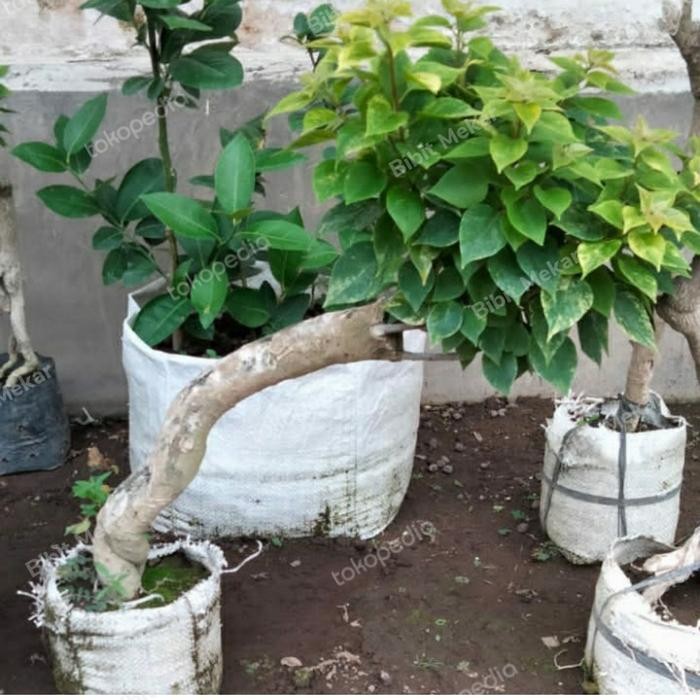 Jual Tanaman Bakalan Bonsai Bunga Bougenville Batang Besar | Shopee ...