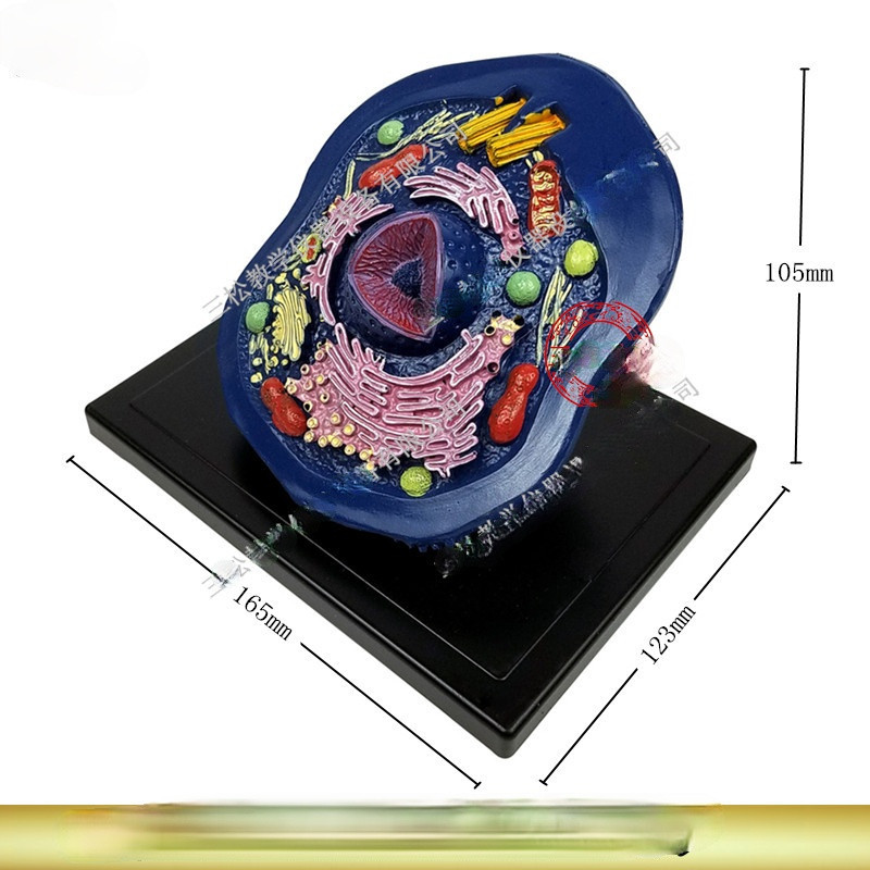 Jual cakrawalaashopp Animal Cell Model Microstructure Anatomical Model ...