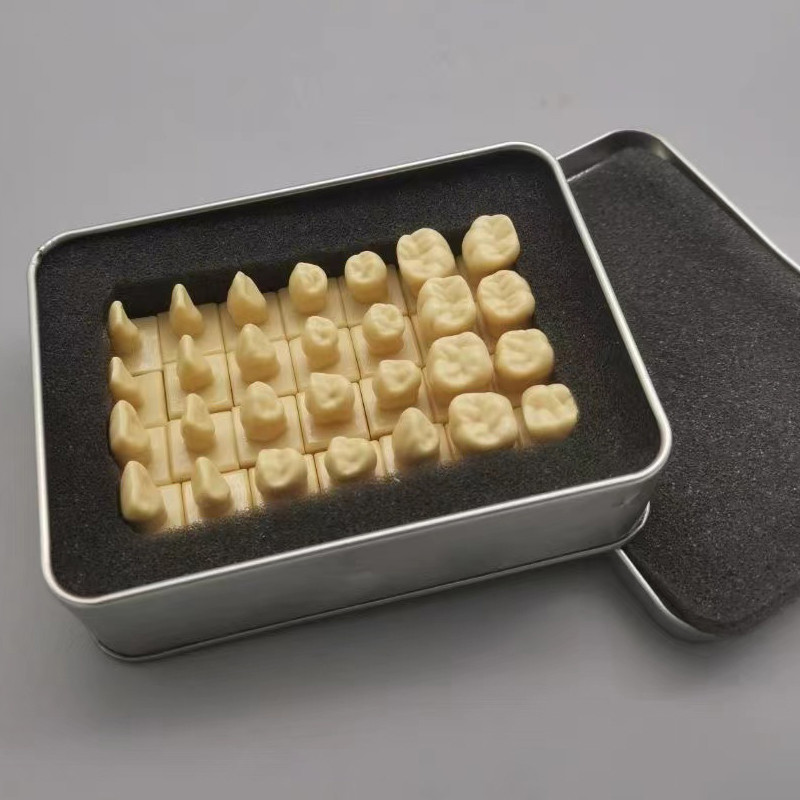 Jual Dental with Tooth Structure and Practice Tooth Carving Teaching ...