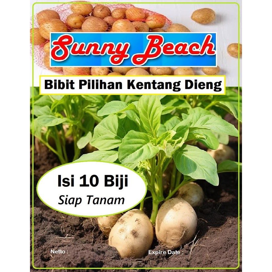Jual Bibit Pilihan Kentang Dieng Siap Tanam Biji Benih Kentang Dieng ...
