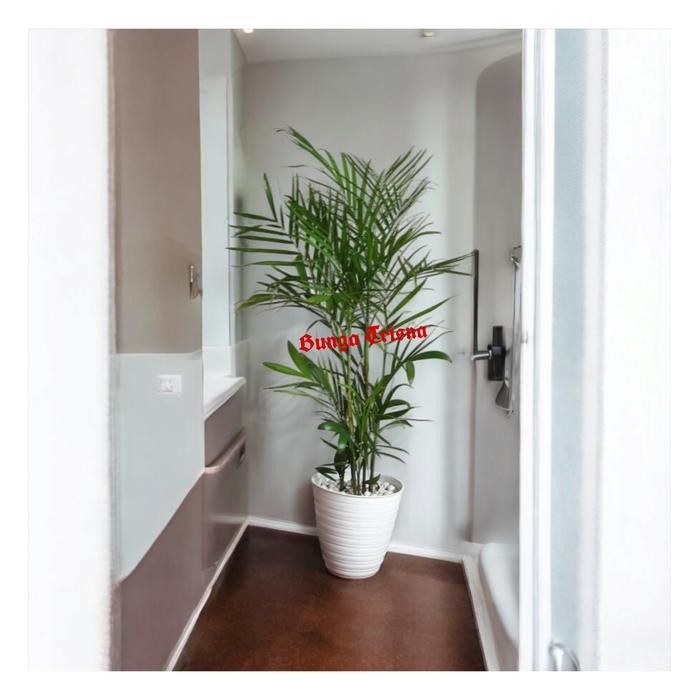 Jual Tanaman hias palem komoda / tanaman hias indoor outdoor / palem ...