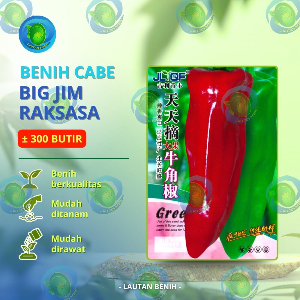 Jual ± 300 BUTIR BENIH CABE BIG JIM RAKSASA / JUMBO KEMASAN PABRIK ...