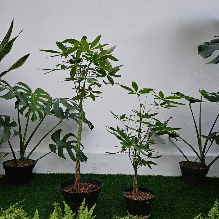 Jual Pachira / Tanaman Pachira Aquatica / Money Tree | Shopee Indonesia