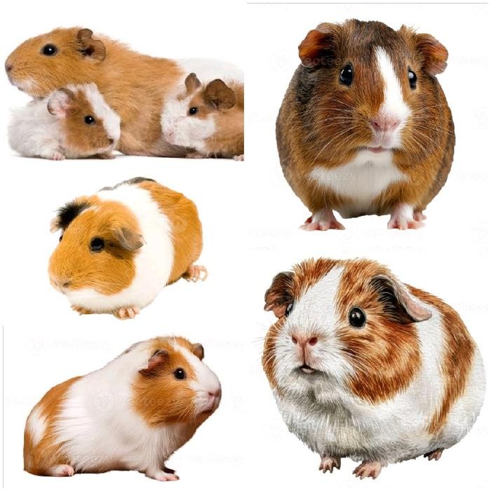 Jual Jual Marmut Guineapig Lucu Imut Manja Jinak Lokal Hias Hewan ...
