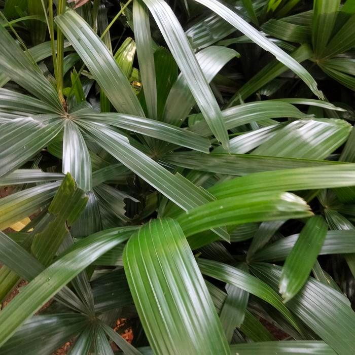 Jual SM- Tanaman Hias palem waregu rimbun/3 batang | Shopee Indonesia