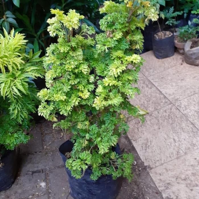 Jual TANAMAN KEDONDONG LAUT RIMBUN - TANAMAN DAUN BERLANGKAS | Shopee ...