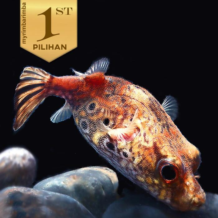 Jual Ikan Buntal Palembang Puffer Fish Humpback Dragon Pao Hias ...