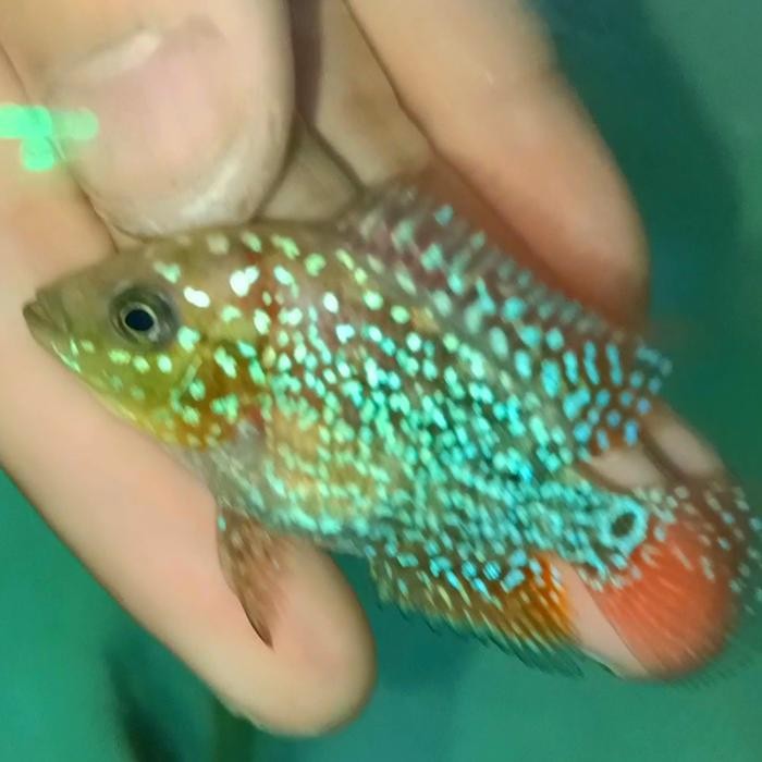 Jual TERSEDIA BURAYAK LOUHAN KAMFA F2 RED IMPORT THAILAND | Shopee ...