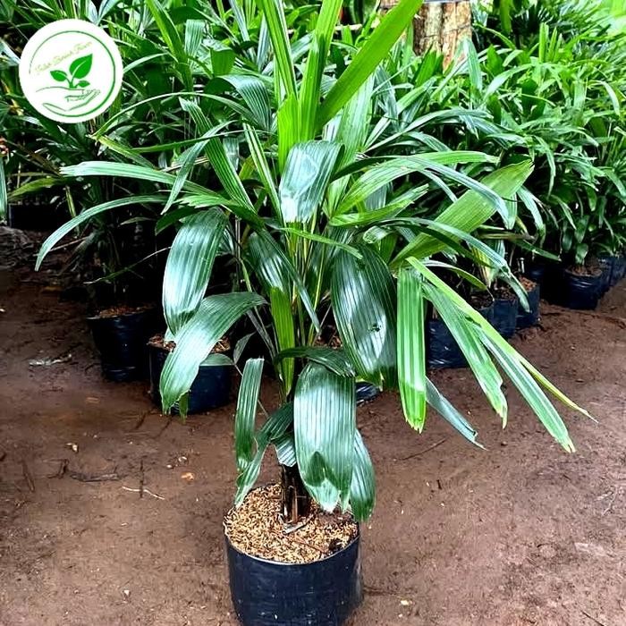 Jual ASLI Taan s indoor palem waregu - palem regu tinggi pohon 100cm ...