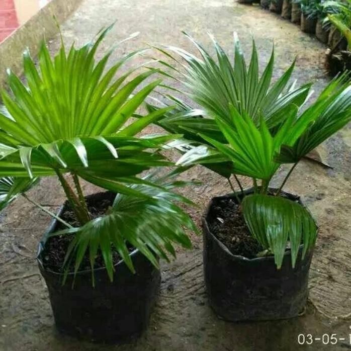 Jual Palem bintang tanaman hias palem Sadeng pohon hias indoor dan ...