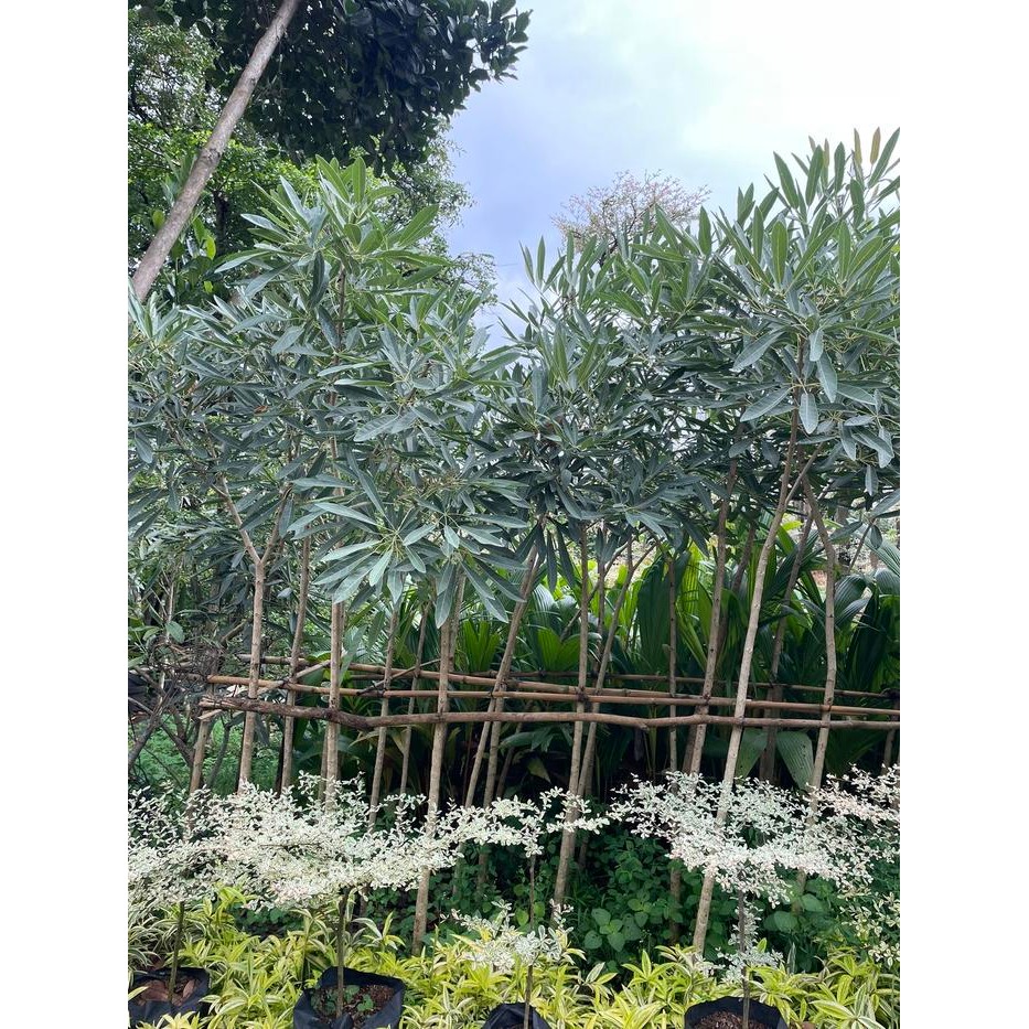 Jual POHON TABEBUYA BUNGA KUNING TINGGI 2 METER KUALITAS TERBAIK, POHON ...