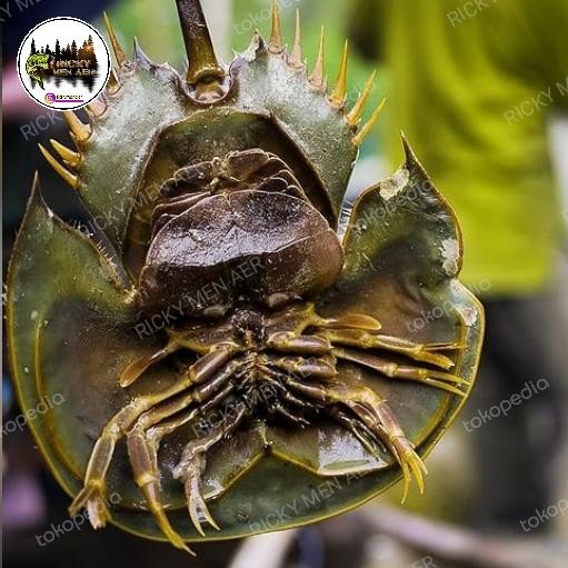 Jual Kepiting Belangkas Tapal Kuda Horseshoe Crab | Shopee Indonesia