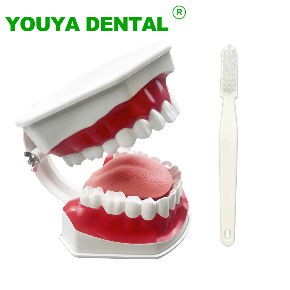 Jual Dental Learning Model Brushing Teeth Teaching Studying Model With ...