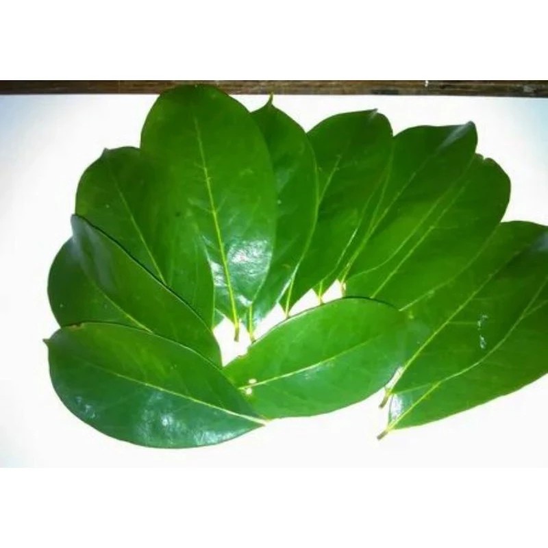 Jual satu pcs daun sirsak segar di petik saat di pesan perlembar ...