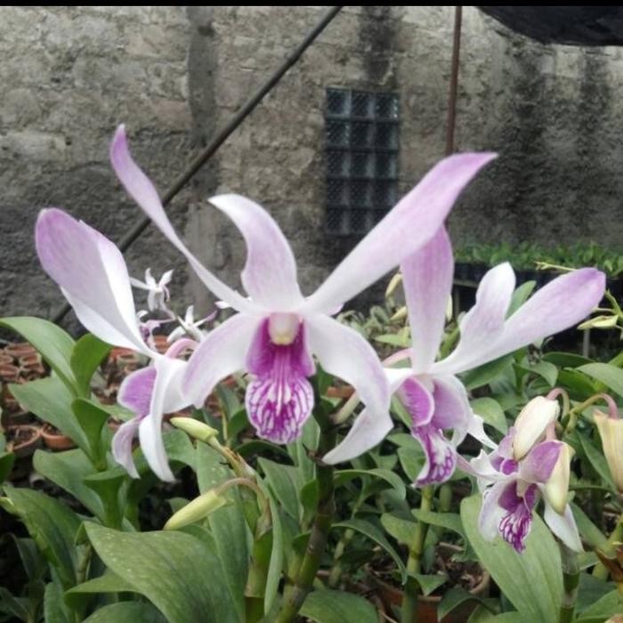 Jual Anggrek Dendrobium Caesar Warawan Dewasa | Shopee Indonesia
