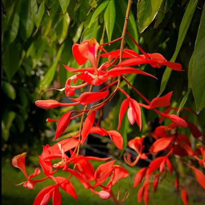 Jual Tanaman Amherstia nobilis - Pride of Burma -Tree of Heaven 3 meter ...