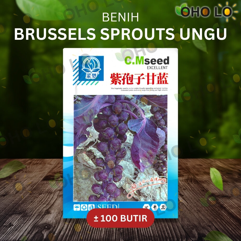 Jual ± 100 BUTIR BENIH BRUSSELS SPROUTS / KUBIS MINI UNGU IMPORT ...