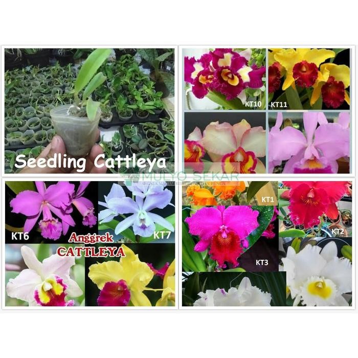 Jual seedling cattleya isi 5 tanaman bibit | Shopee Indonesia
