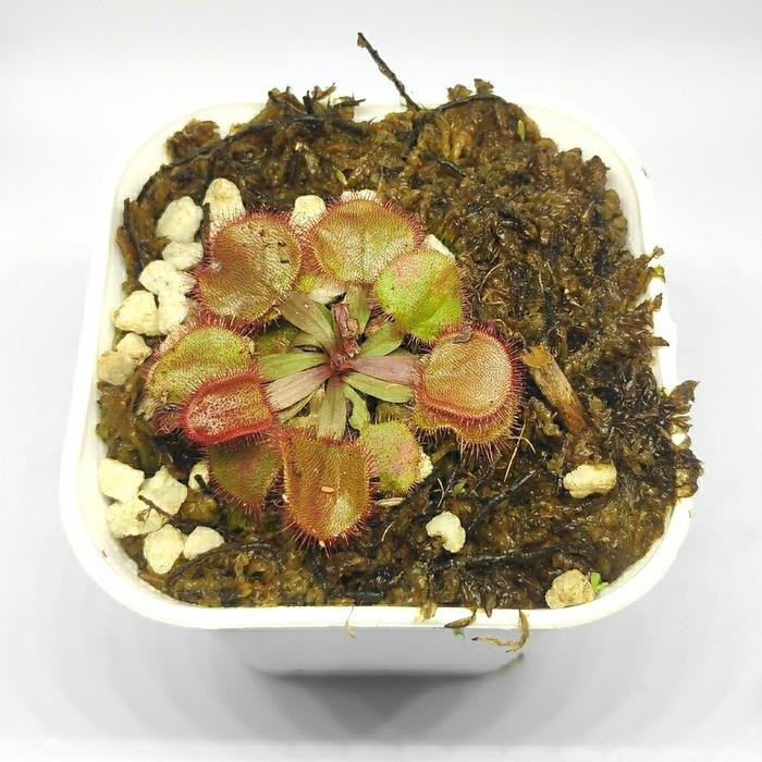Jual Drosera falconeri / Sundew Tanaman Pemakan Serangga Carnivorous ...